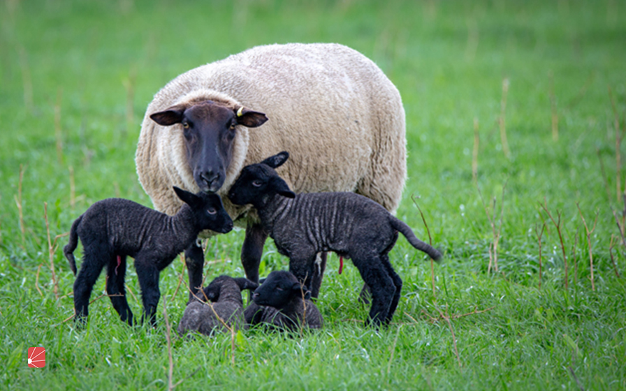 گوشت گوسفند میش چیست؟ چطور آن را تشخیص بدیم؟ | سامانه تامین دام و طیور